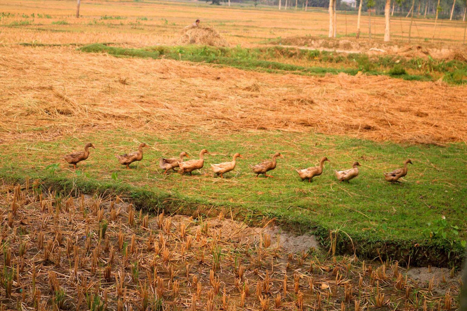 Murgi Hash Palon village photography in bangladesh - MasterBundles