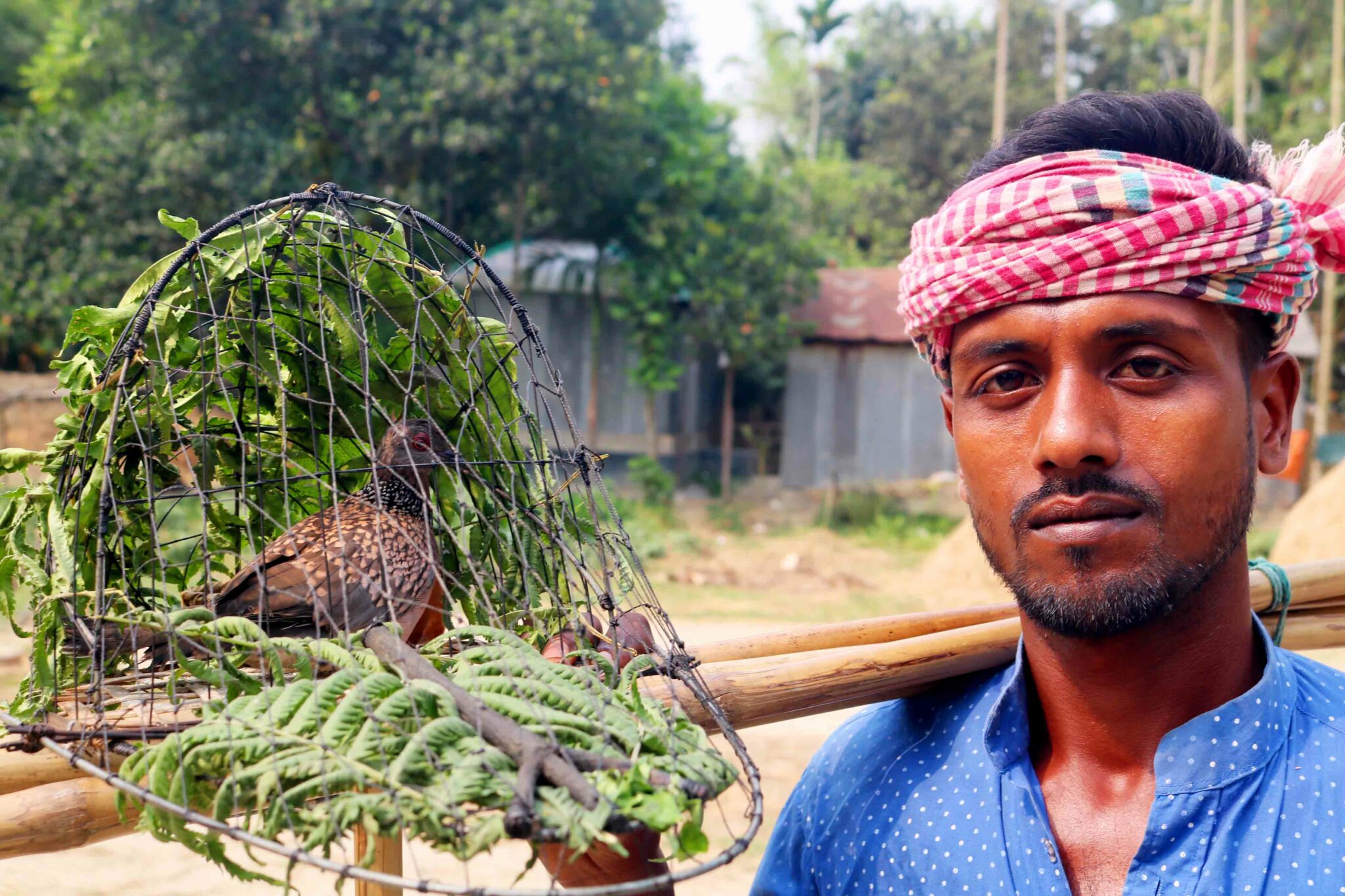 Pakhi Tree Photography in Bangladesh - MasterBundles