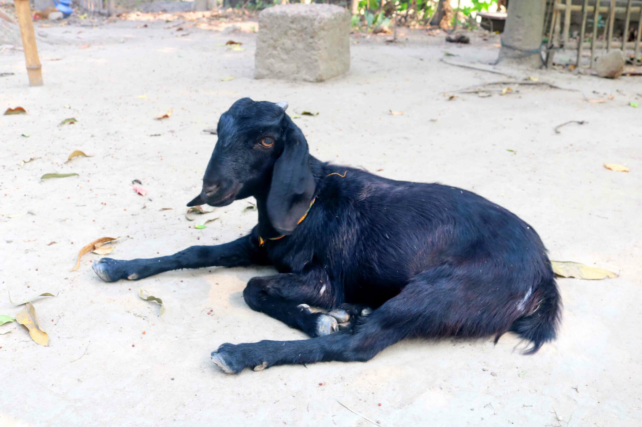 Goat Khasi photography in bangladesh - MasterBundles