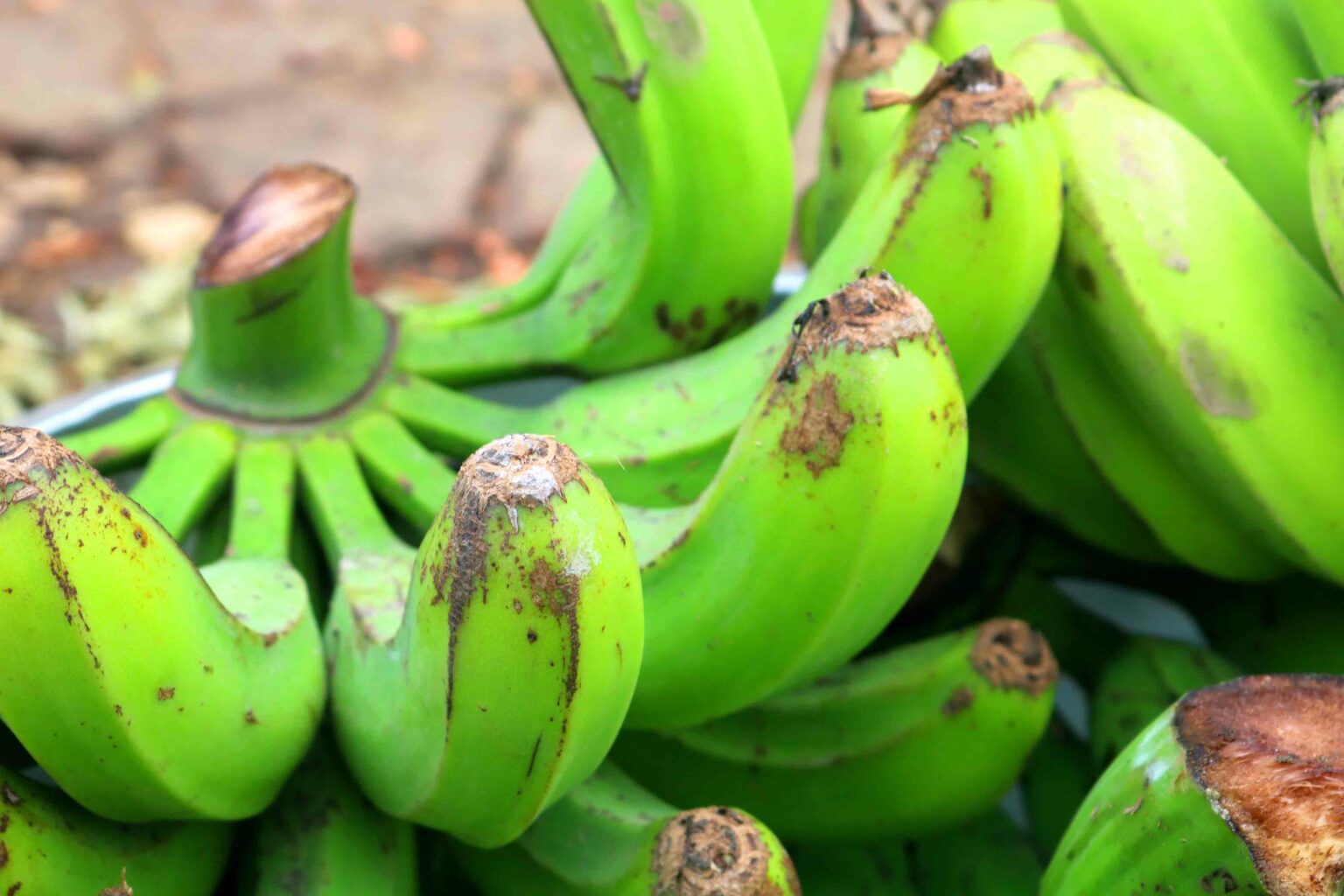 kola Photography in Bangladesh - MasterBundles