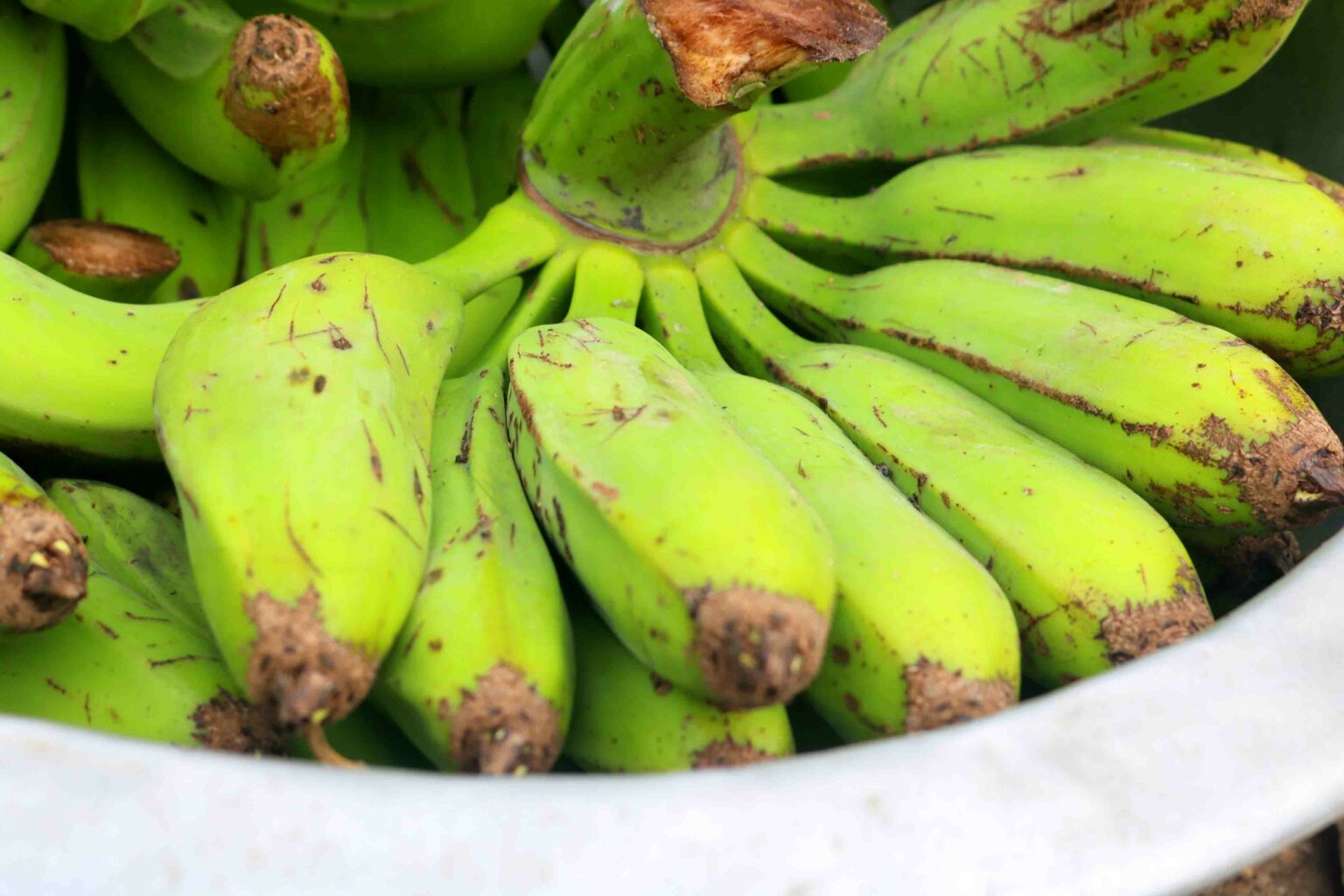 kola Photography in Bangladesh - MasterBundles