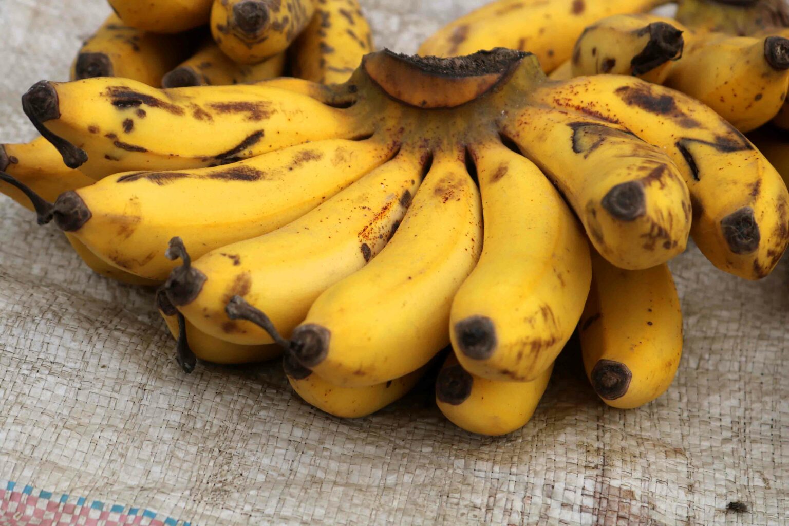 kola Photography in Bangladesh - MasterBundles