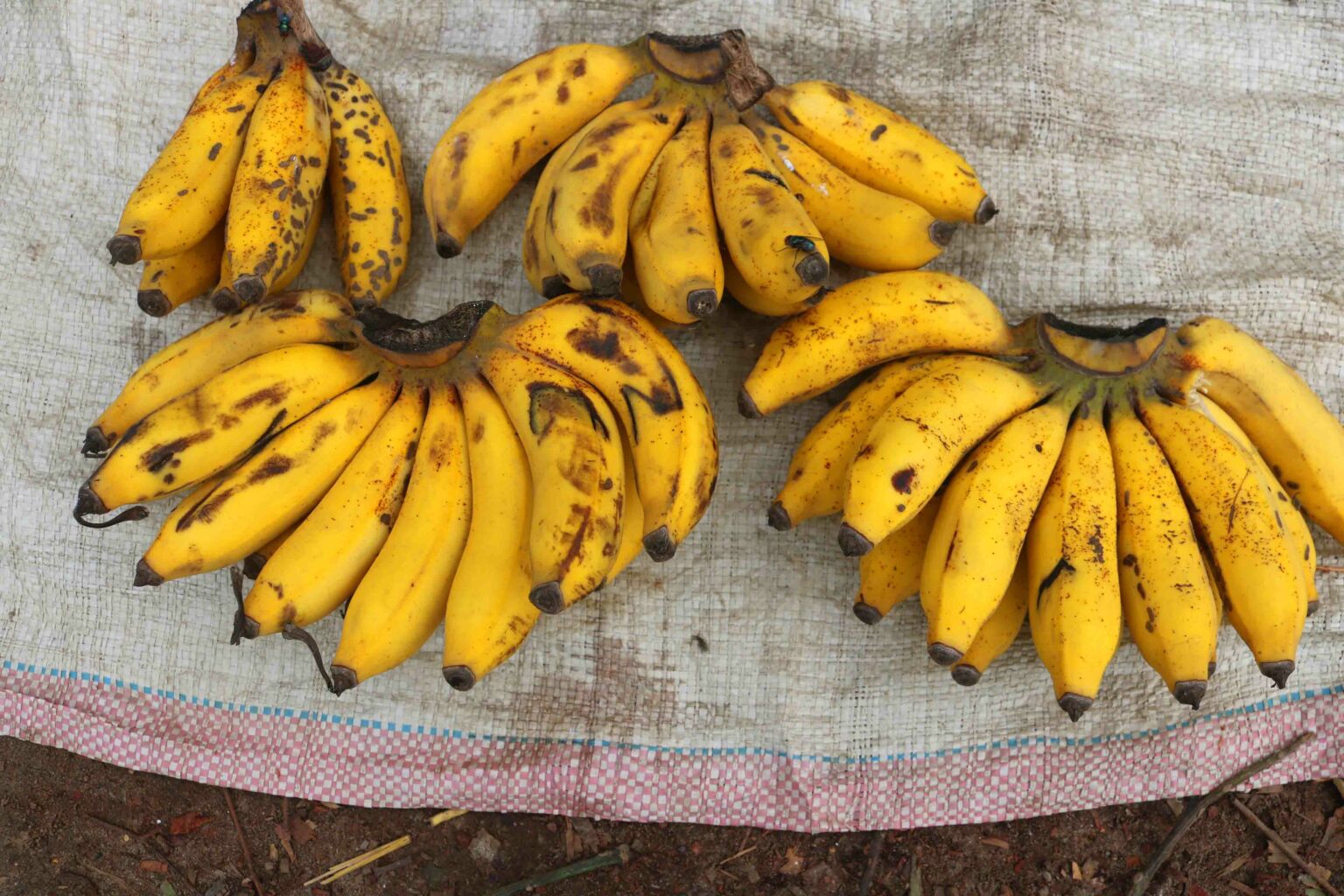 kola Photography in Bangladesh - MasterBundles