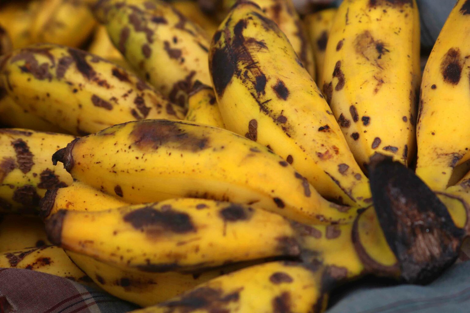 kola Photography in Bangladesh - MasterBundles