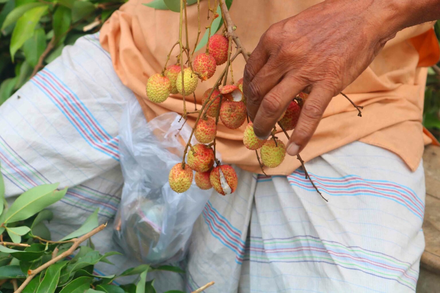Lichu Photography in Bangladesh - MasterBundles