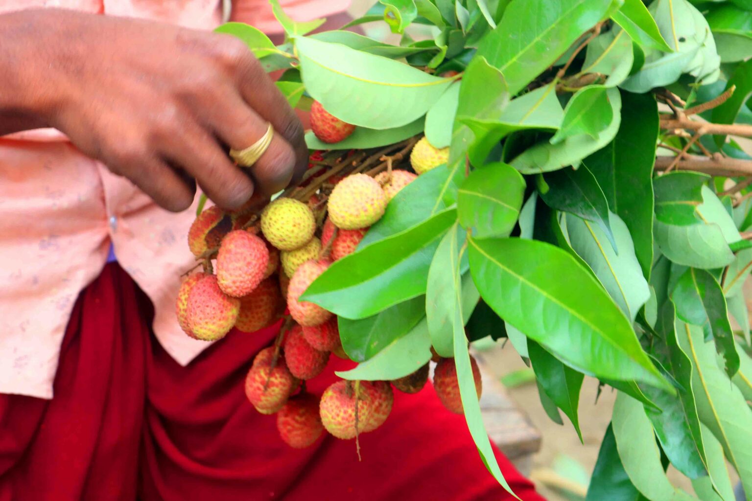 Lichu Photography in Bangladesh - MasterBundles