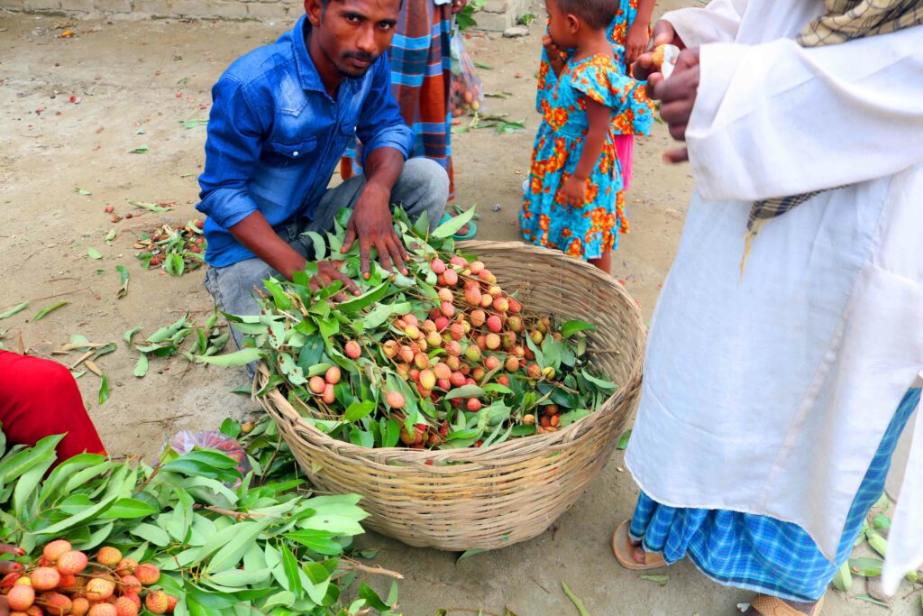 Lichu Photography in Bangladesh - MasterBundles