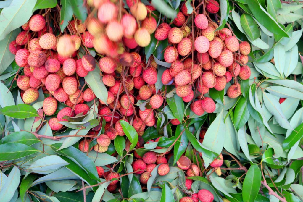 Lichu Photography in Bangladesh - MasterBundles