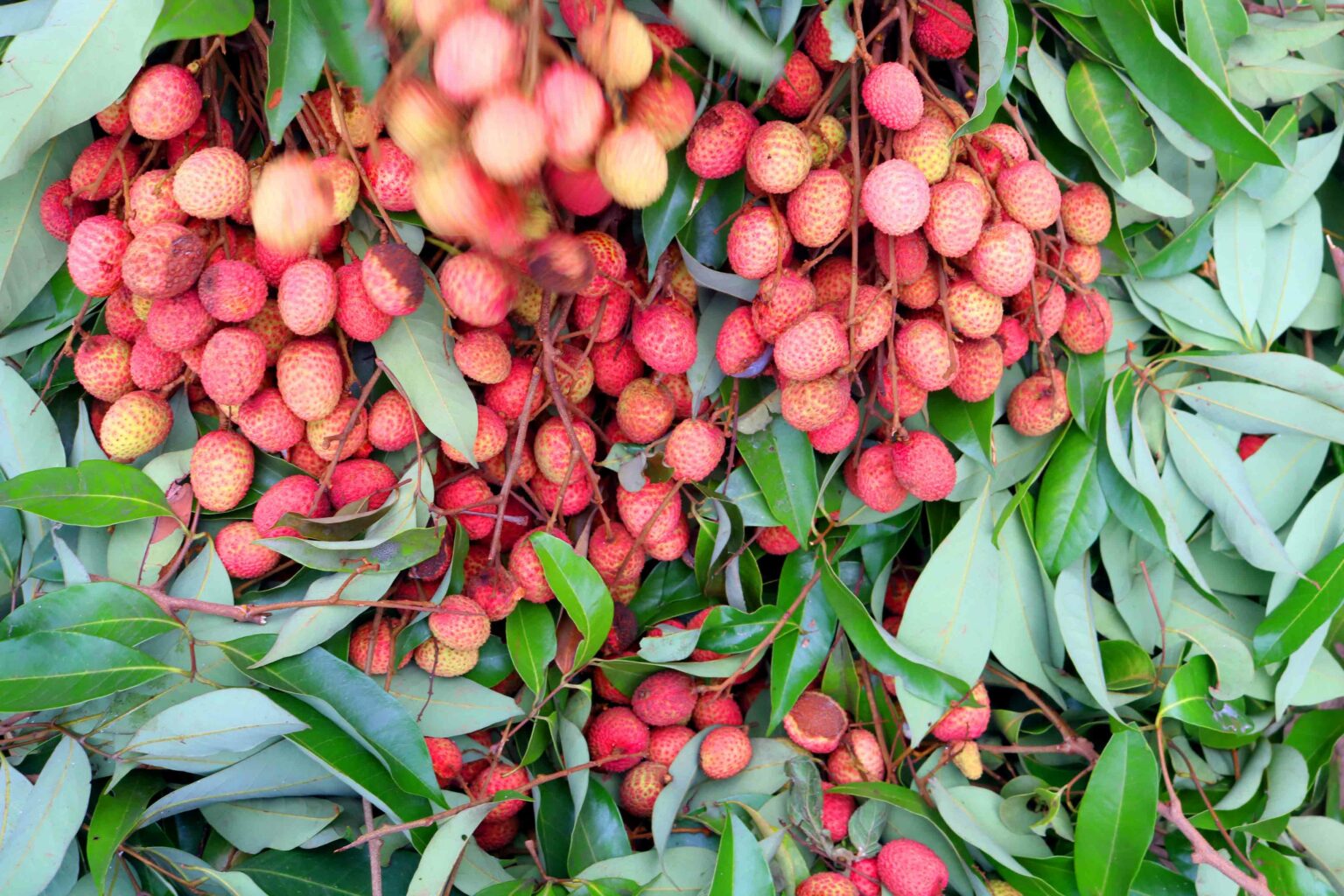 Lichu Photography in Bangladesh - MasterBundles