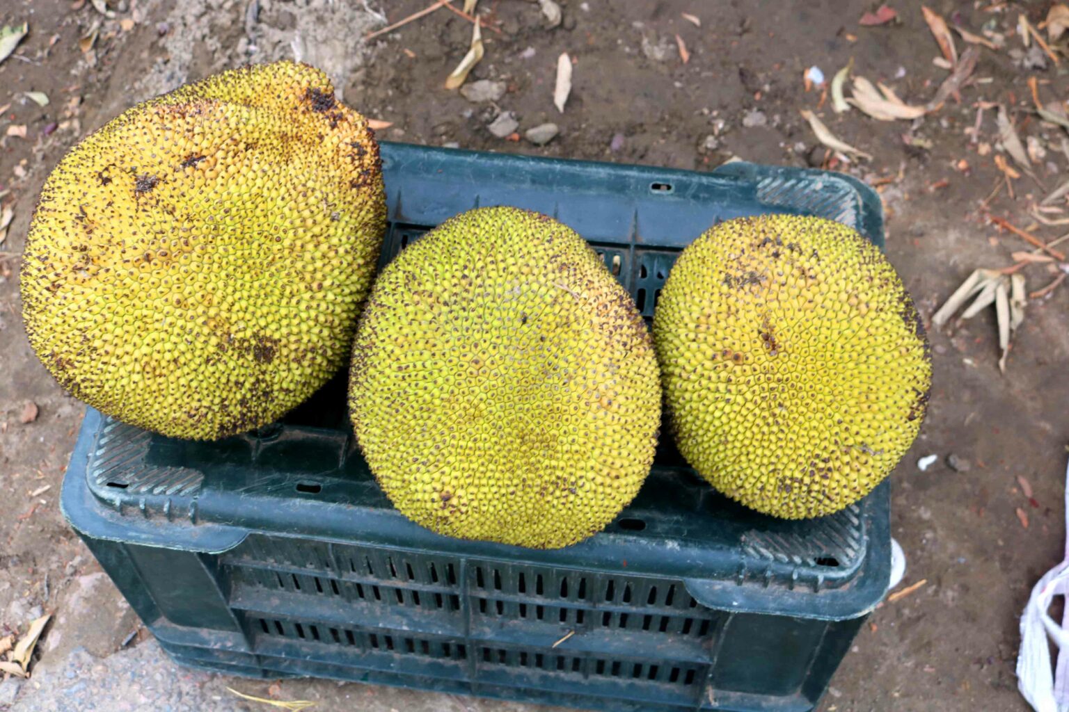 Kathal Photography in Bangladesh - MasterBundles