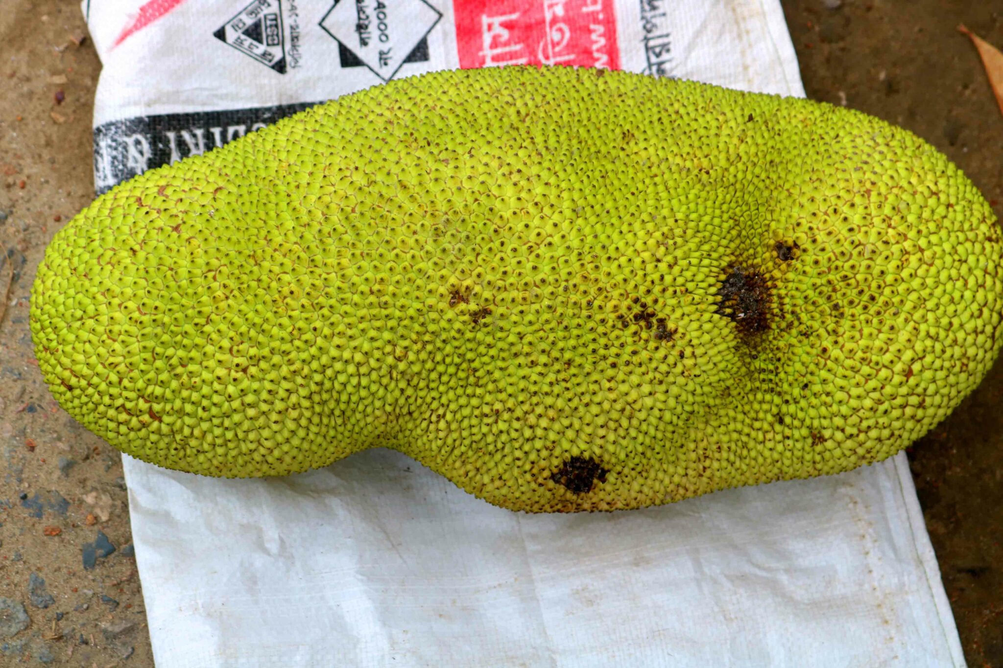 Kathal Photography in Bangladesh - MasterBundles