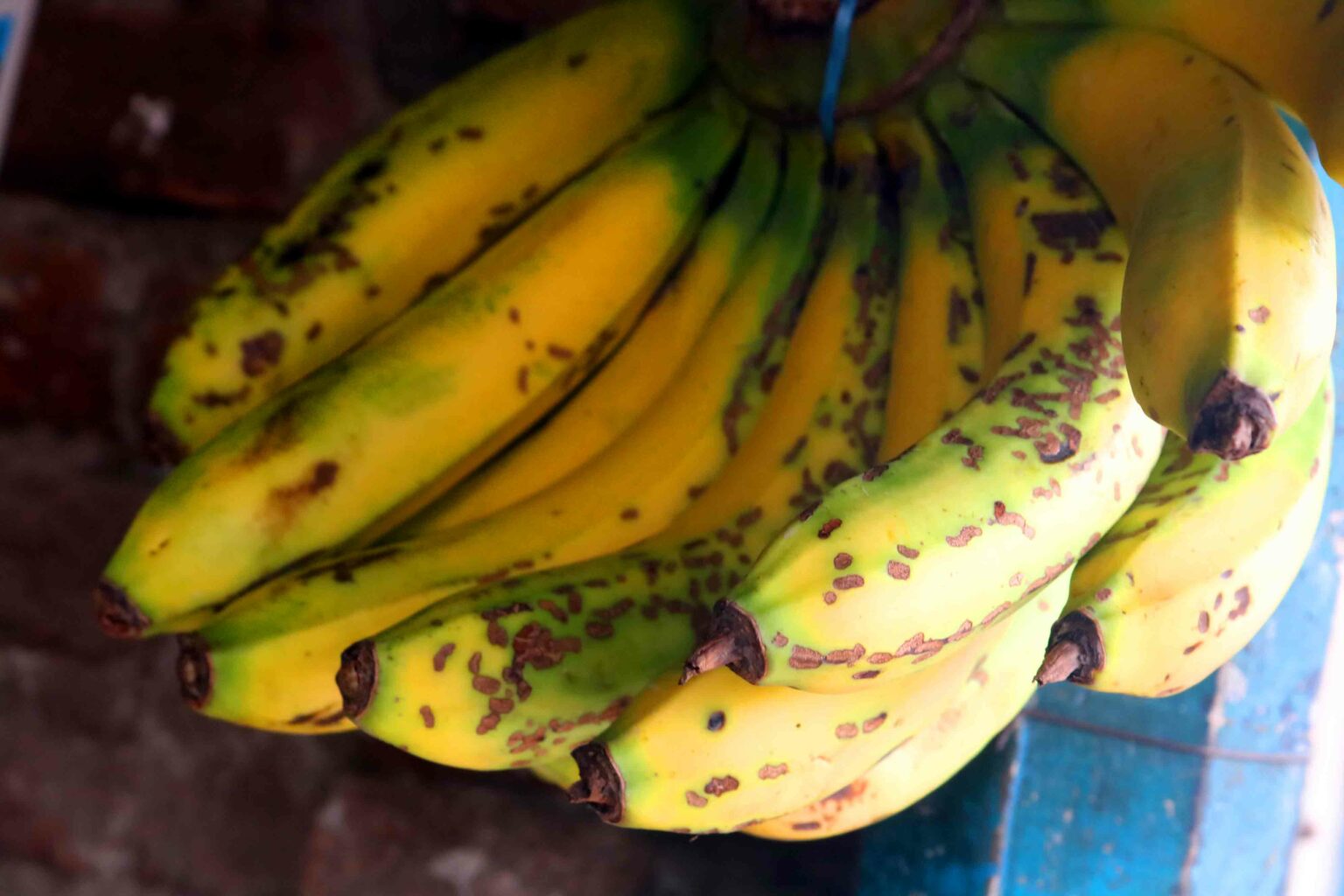 kola Photography in Bangladesh - MasterBundles