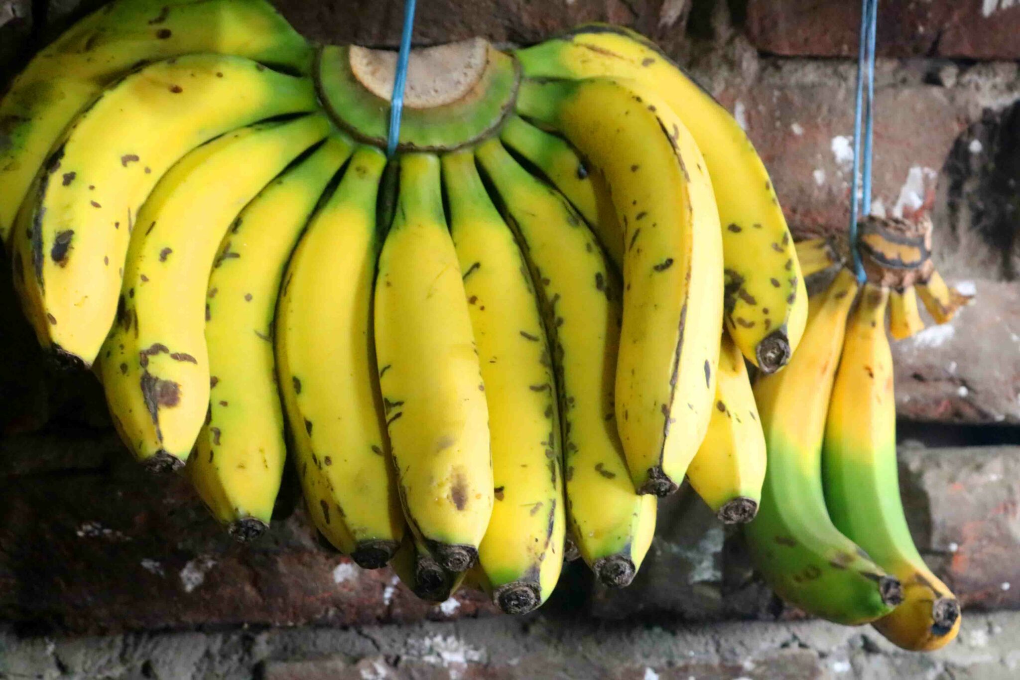 kola Photography in Bangladesh - MasterBundles