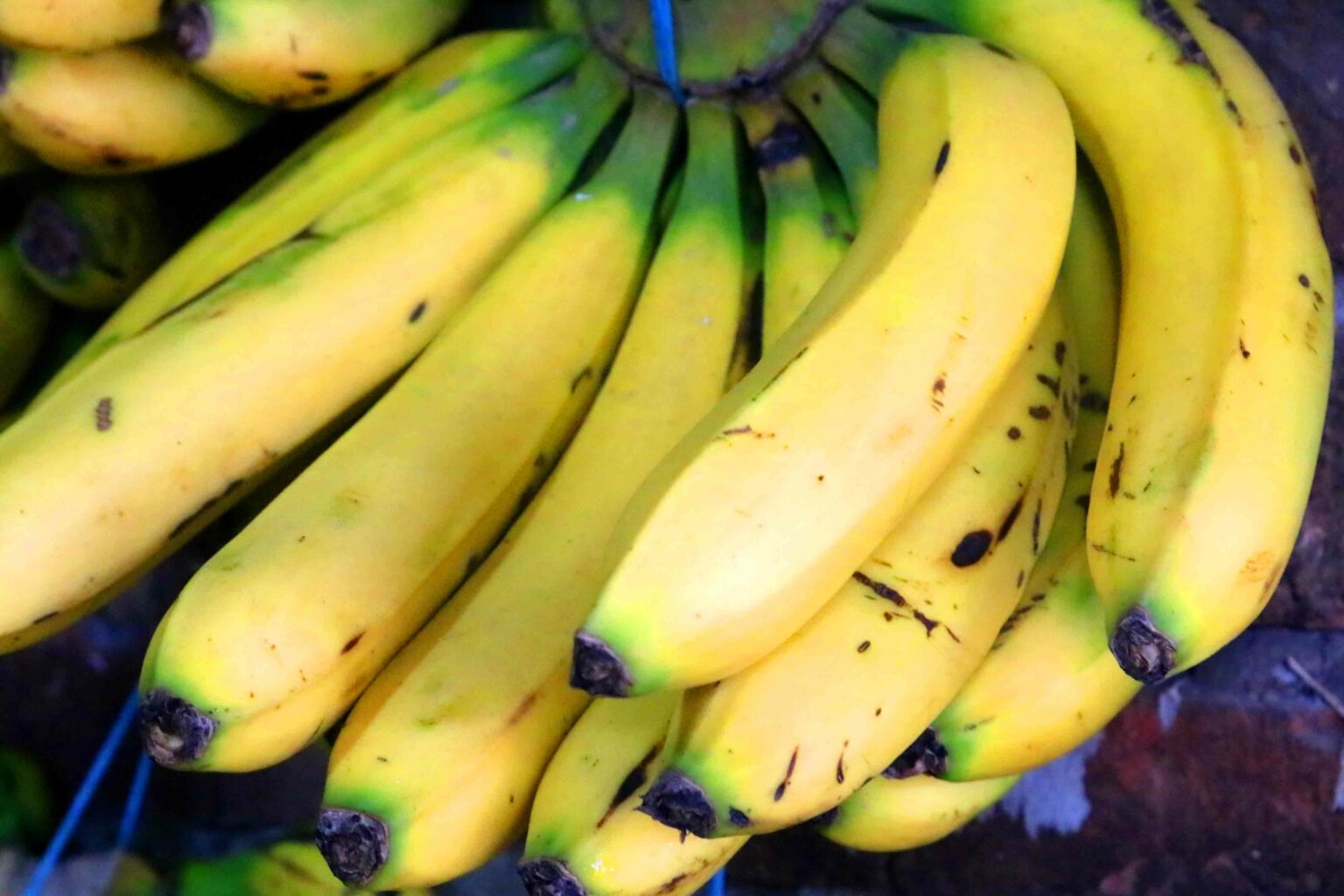 kola Photography in Bangladesh - MasterBundles