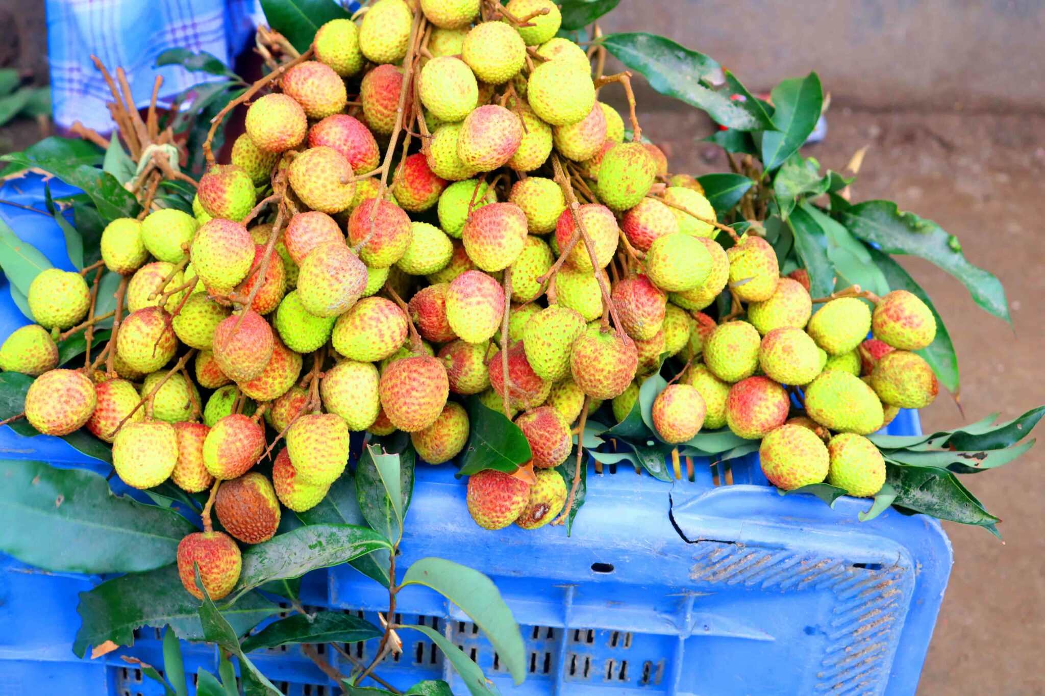 Lichu Photography in Bangladesh - MasterBundles