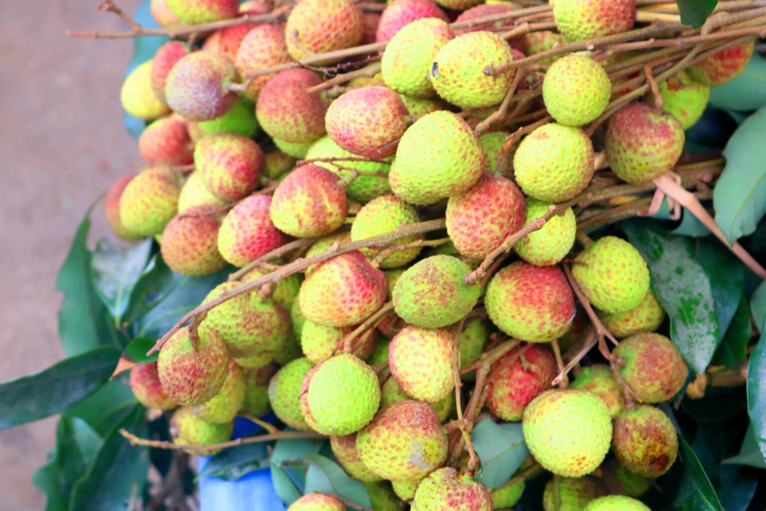 Lichu Photography in Bangladesh - MasterBundles