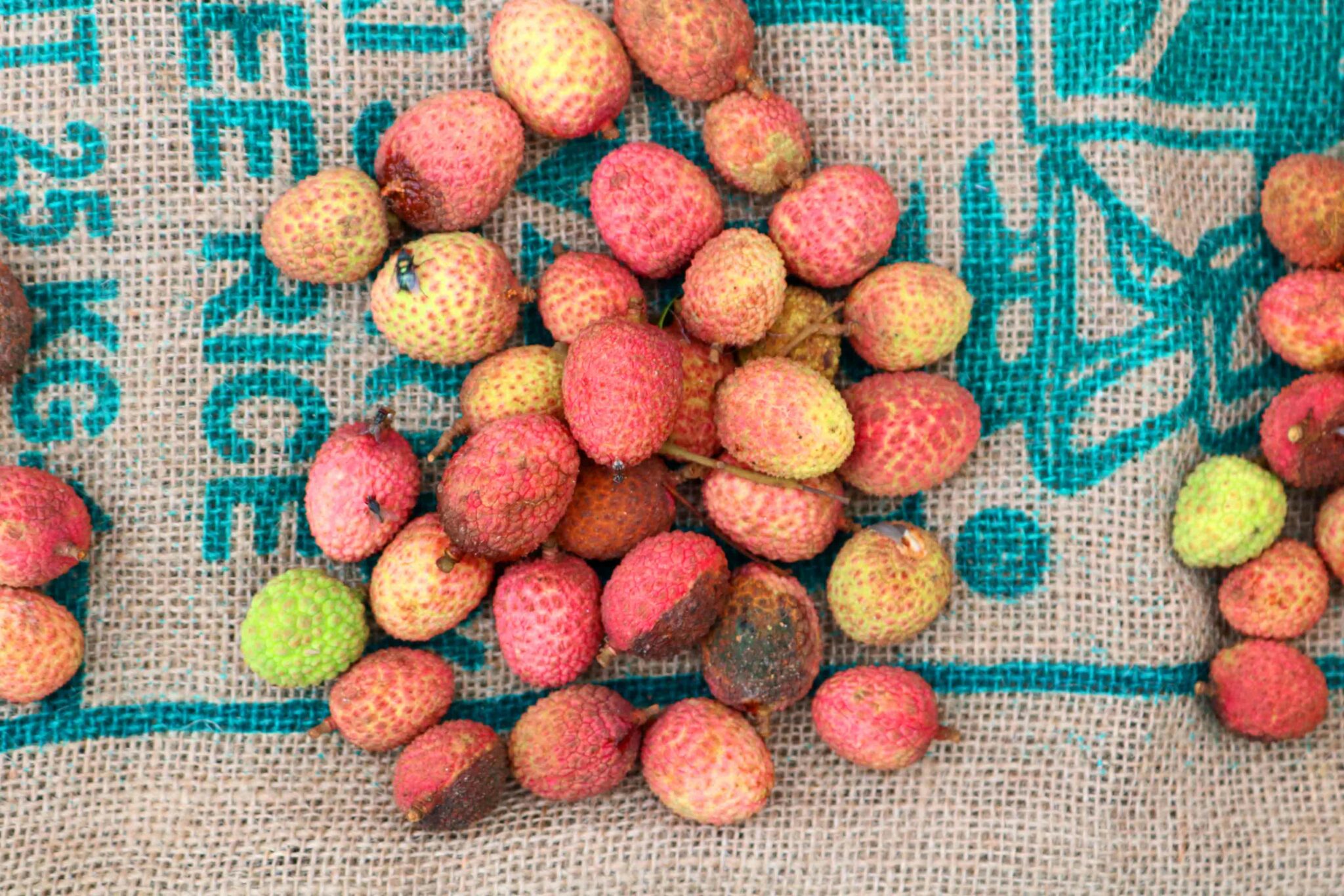 Lichu Photography in Bangladesh - MasterBundles