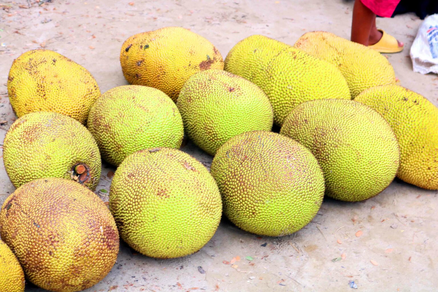 Kathal Photography in Bangladesh - MasterBundles