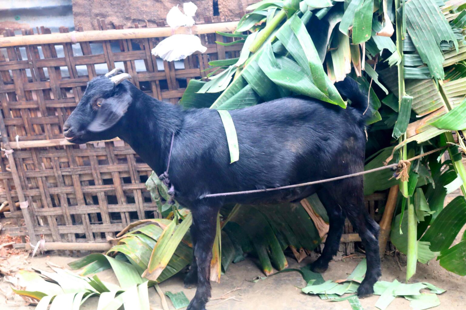 Goat Khasi photography in bangladesh - MasterBundles