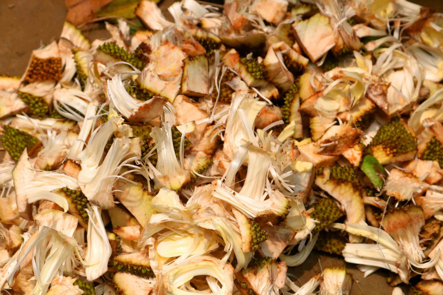 Kathal Photography in Bangladesh - MasterBundles