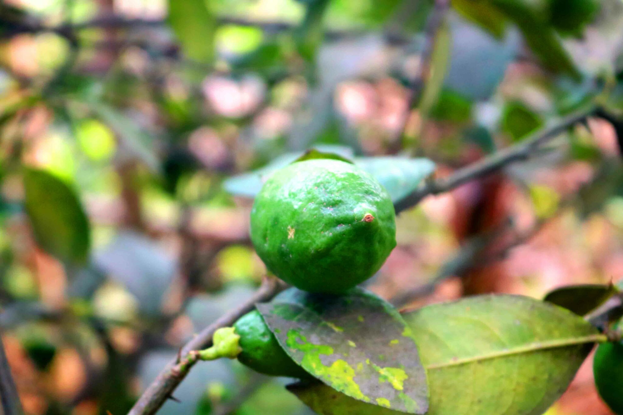 Nimbu Tree Photography in Bangladesh Fruits - MasterBundles