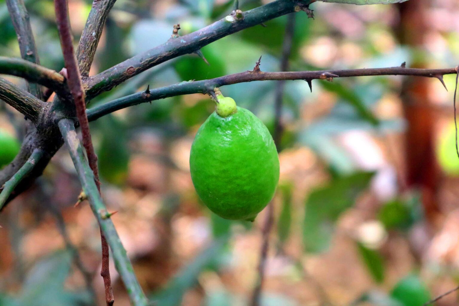 Nimbu Tree Photography in Bangladesh Fruits - MasterBundles