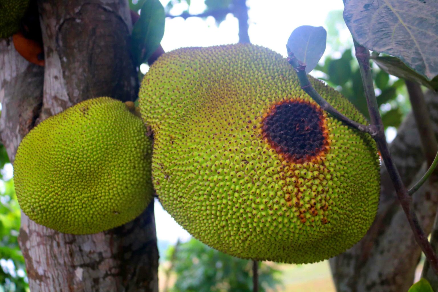 Kathal Photography in Bangladesh - MasterBundles