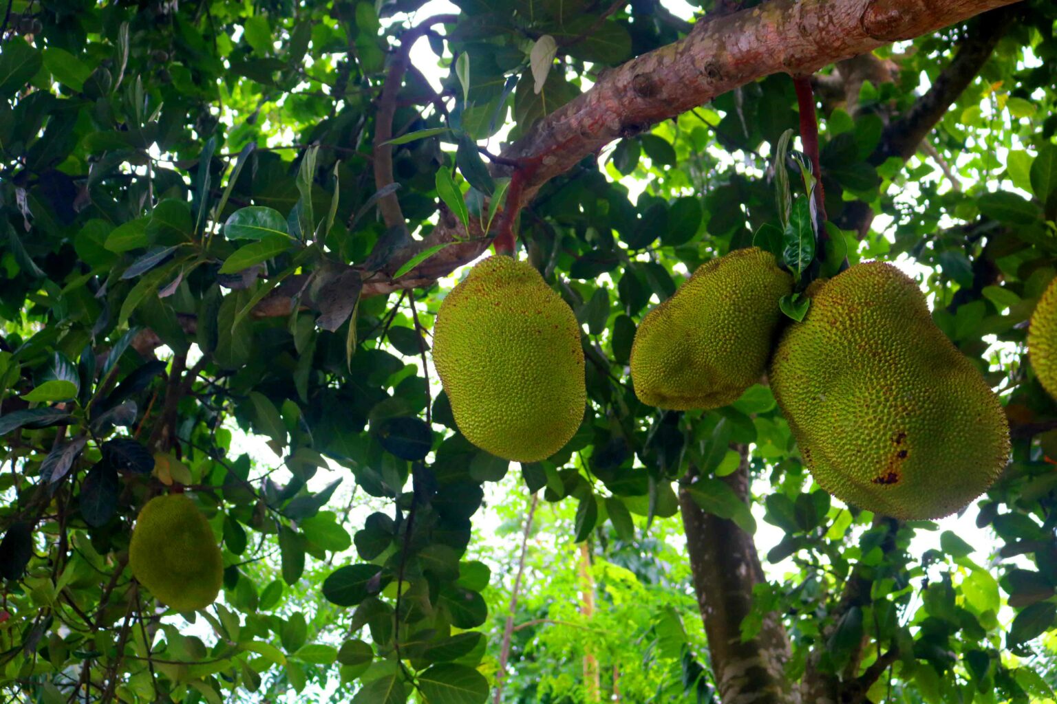 Kathal Photography in Bangladesh - MasterBundles