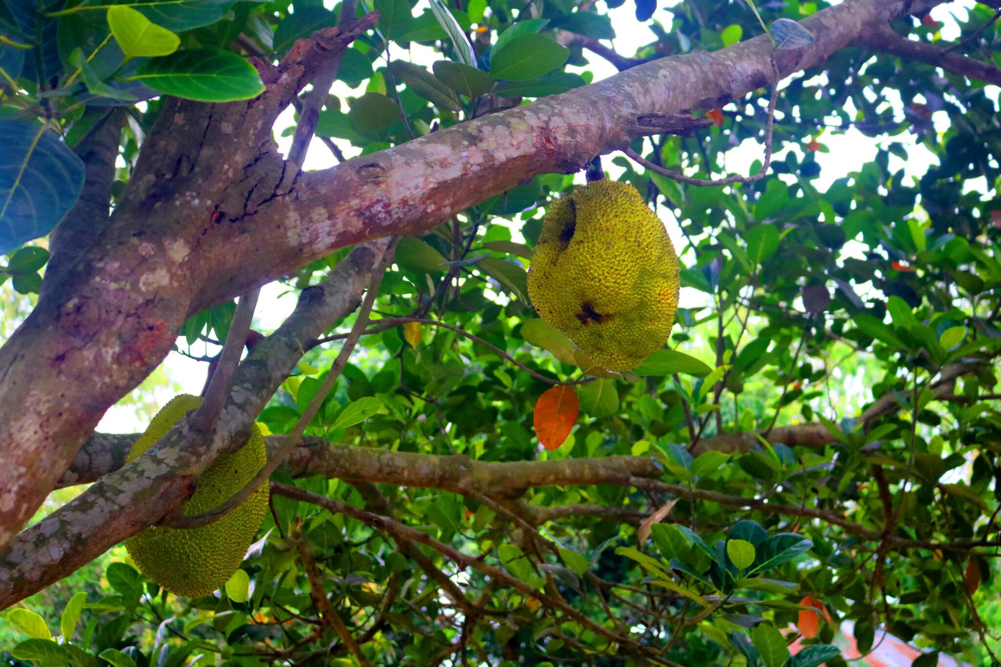 Kathal Tree Photography in Bangladesh - MasterBundles