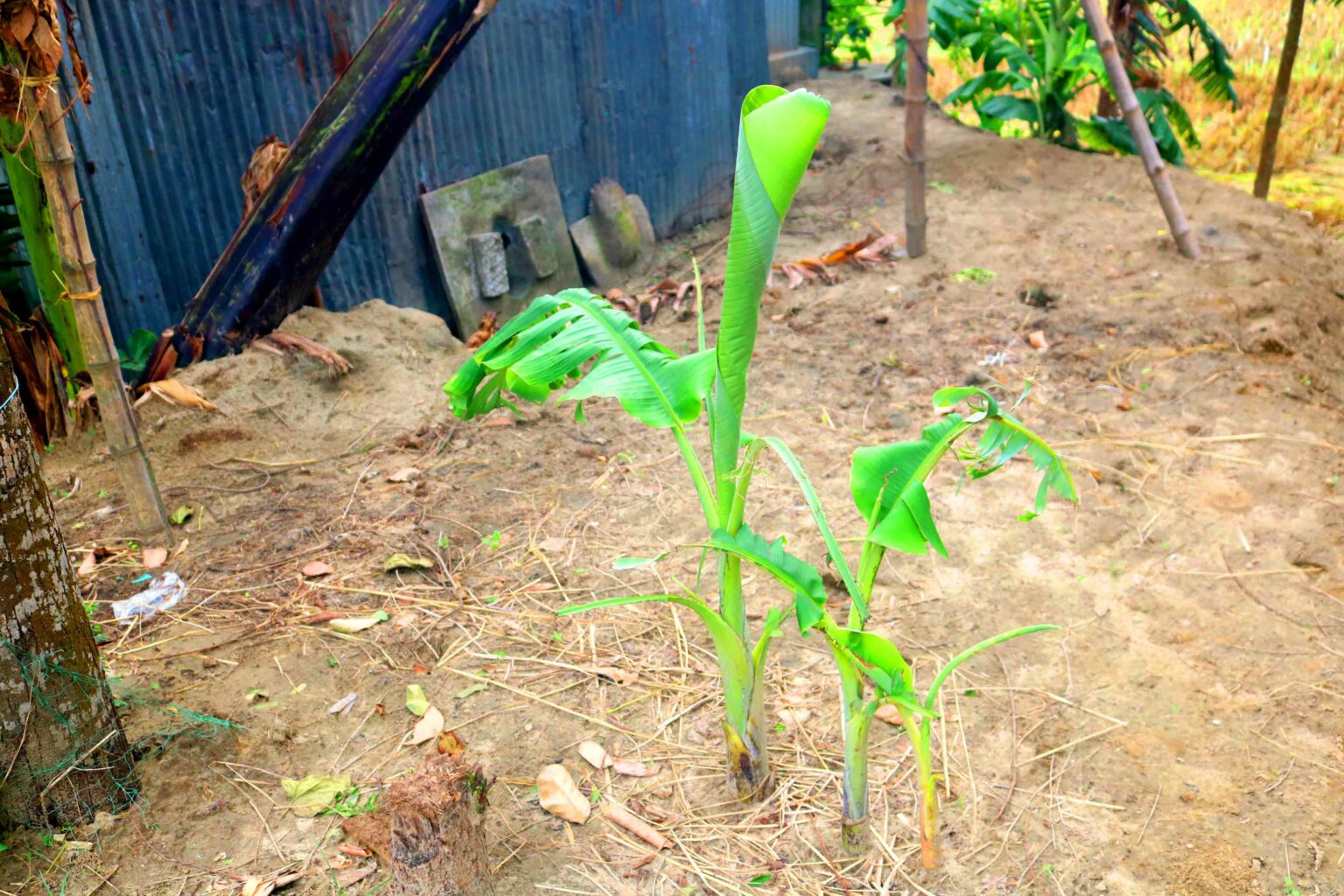 Banana Tree Kola Photography in Bangladesh - MasterBundles