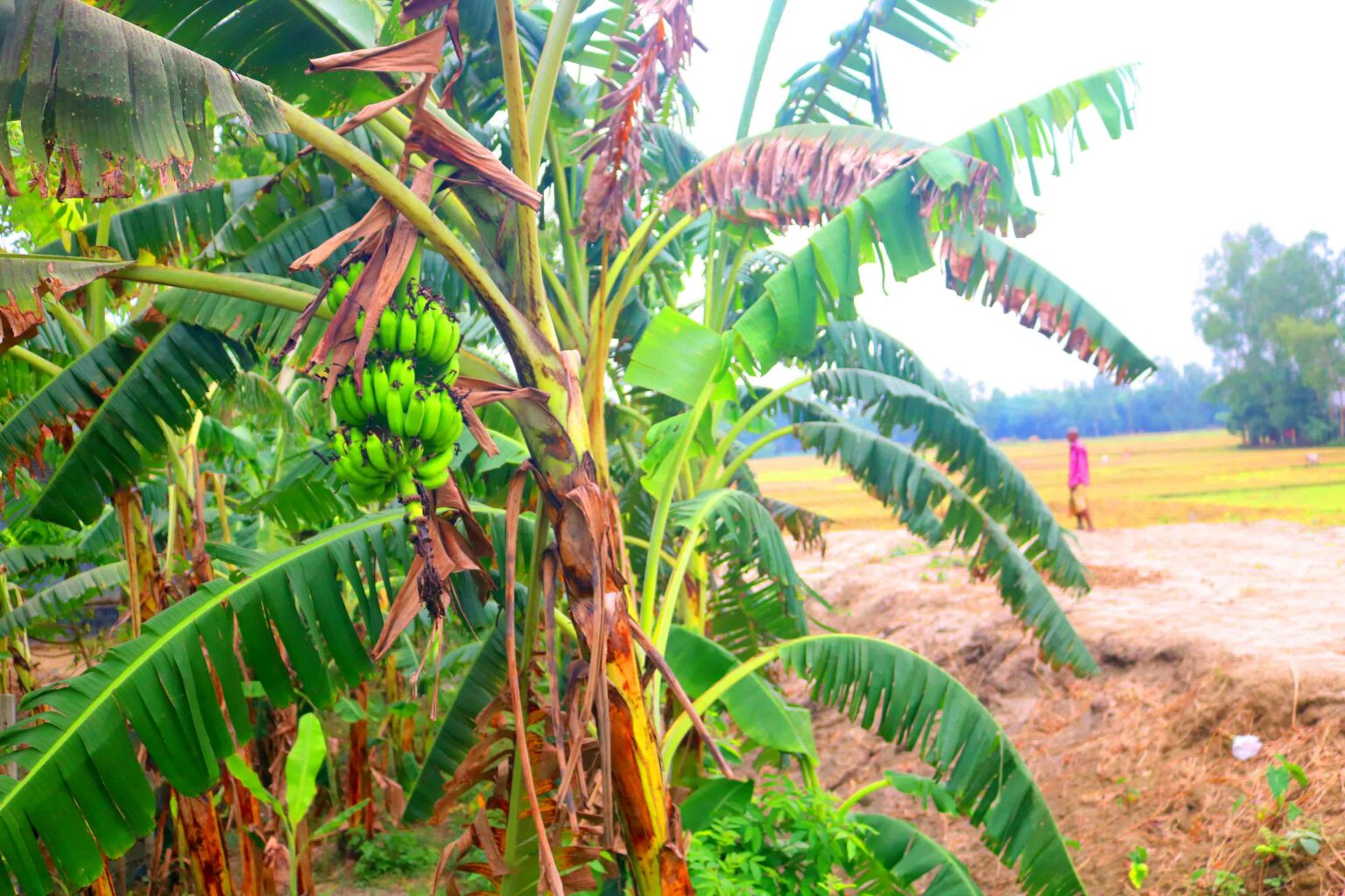 Banana Tree Kola Photography in Bangladesh - MasterBundles