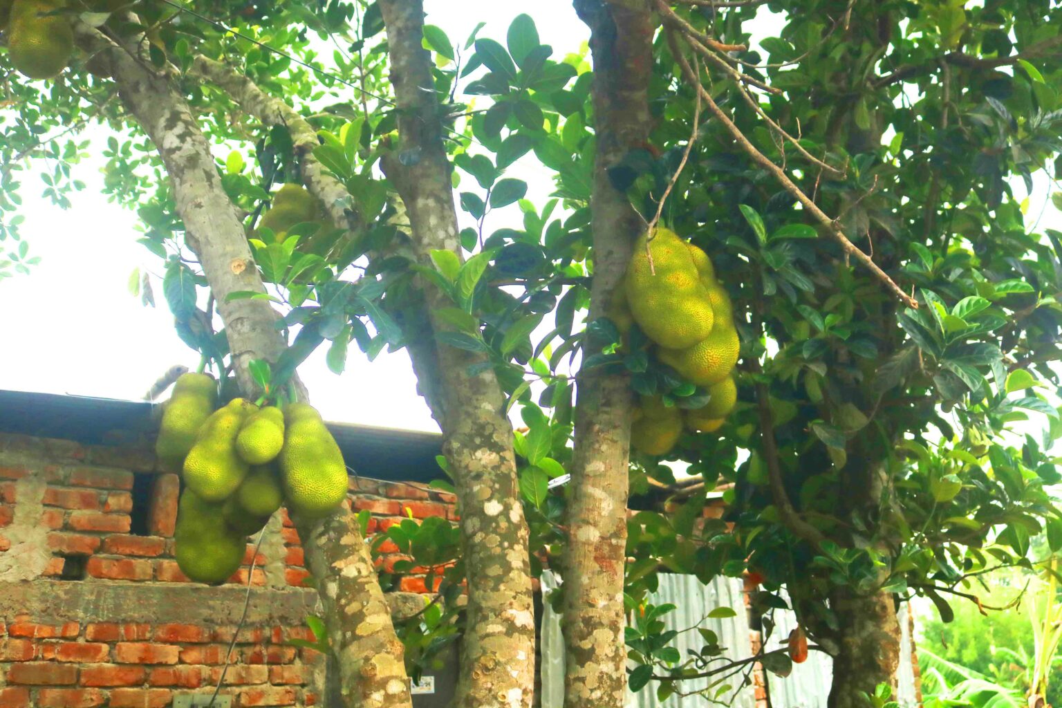 Kathal Tree Photography in Bangladesh - MasterBundles