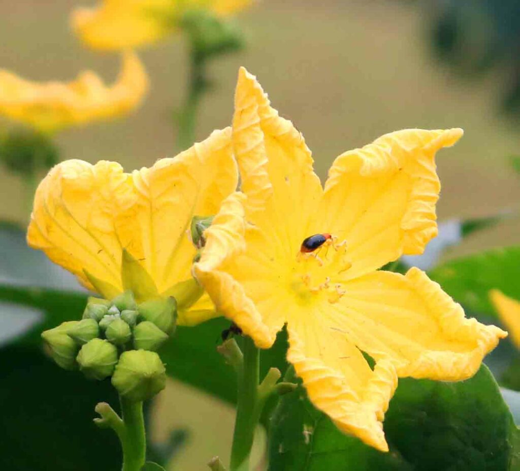 Flower Tree Photography in Bangladesh - MasterBundles