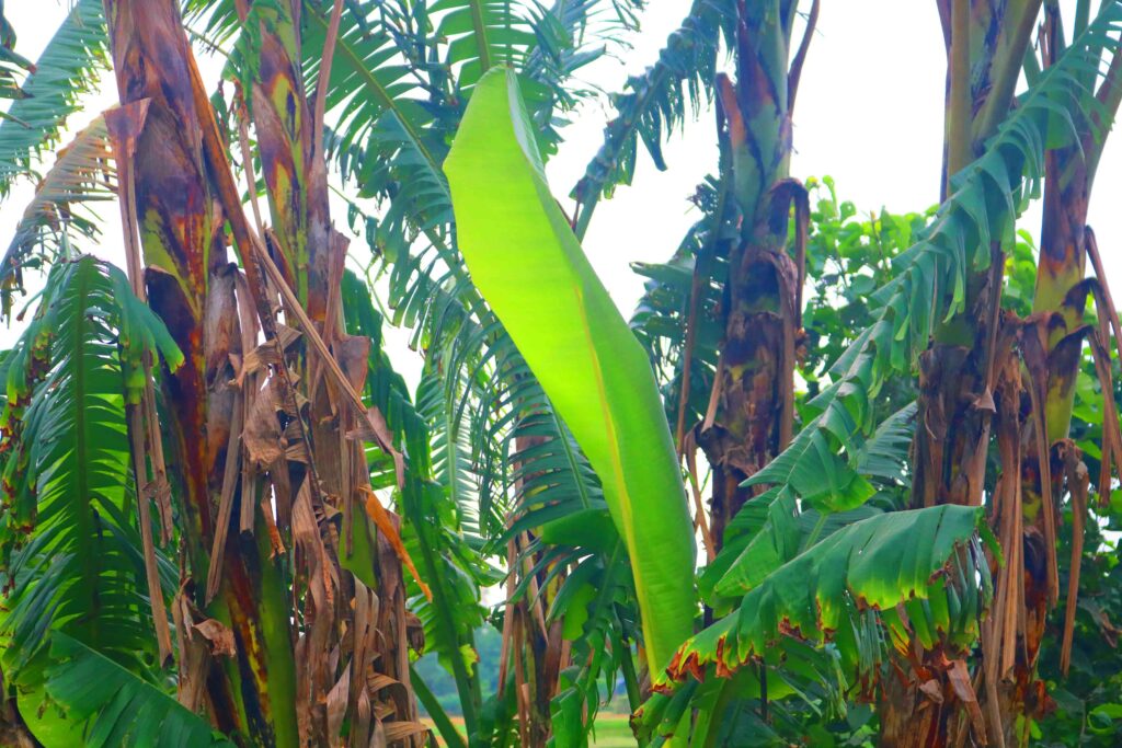 Banana Tree Kola Photography in Bangladesh Fruits - MasterBundles