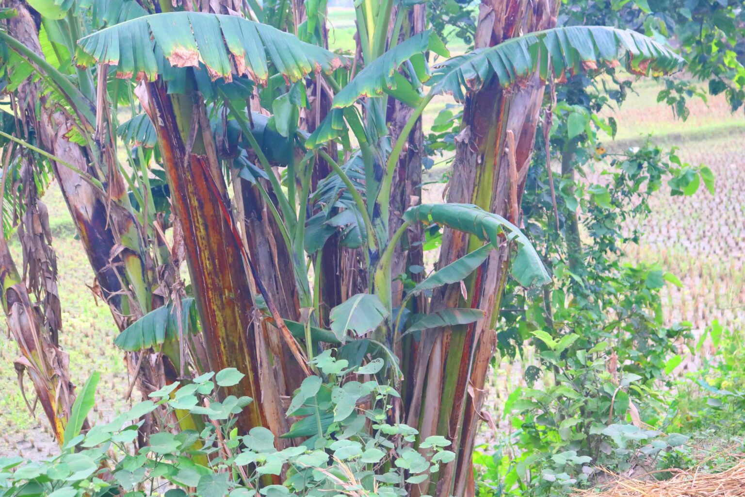 Banana Tree Kola Photography in Bangladesh Fruits - MasterBundles