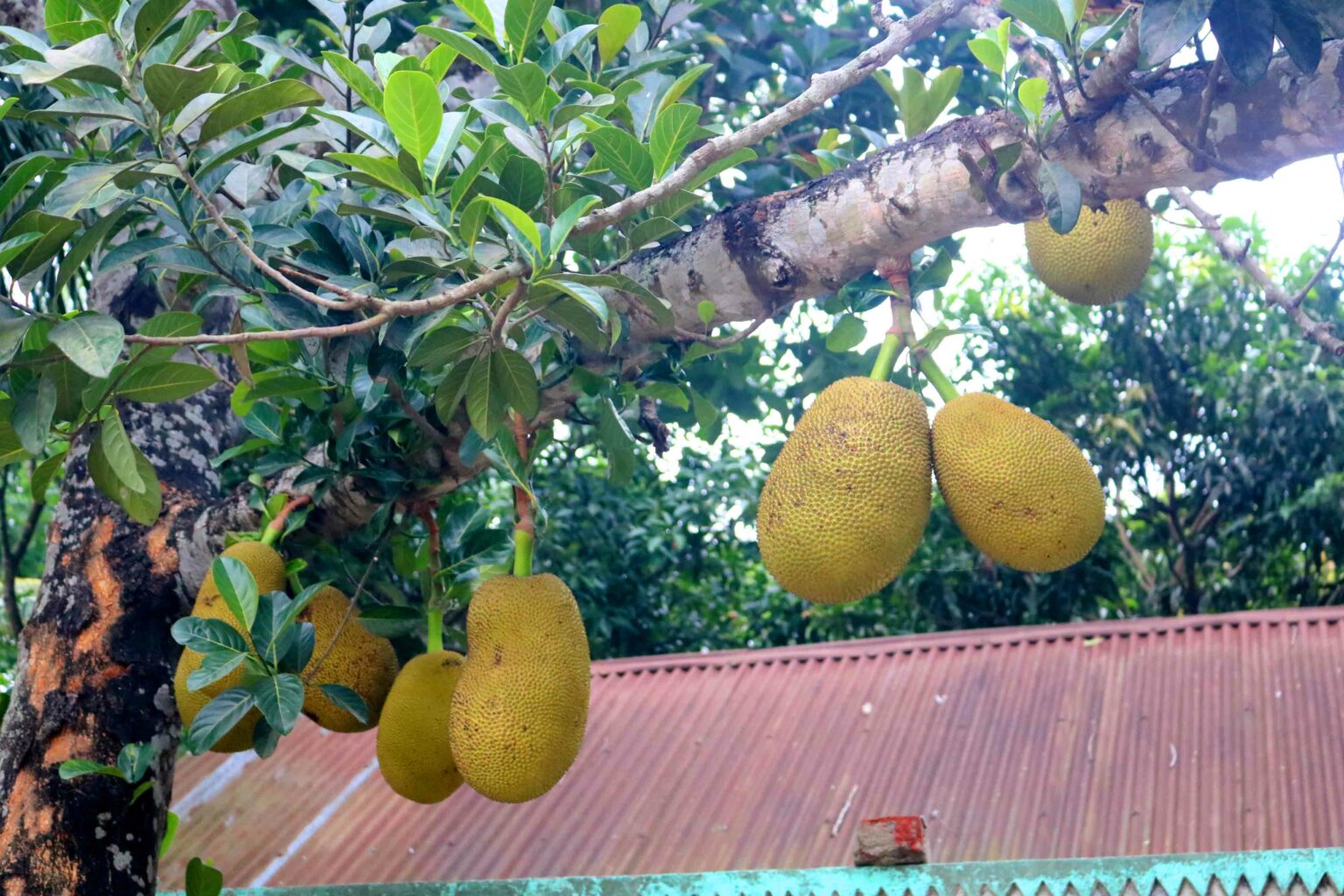 Kathal Photography in Bangladesh - MasterBundles