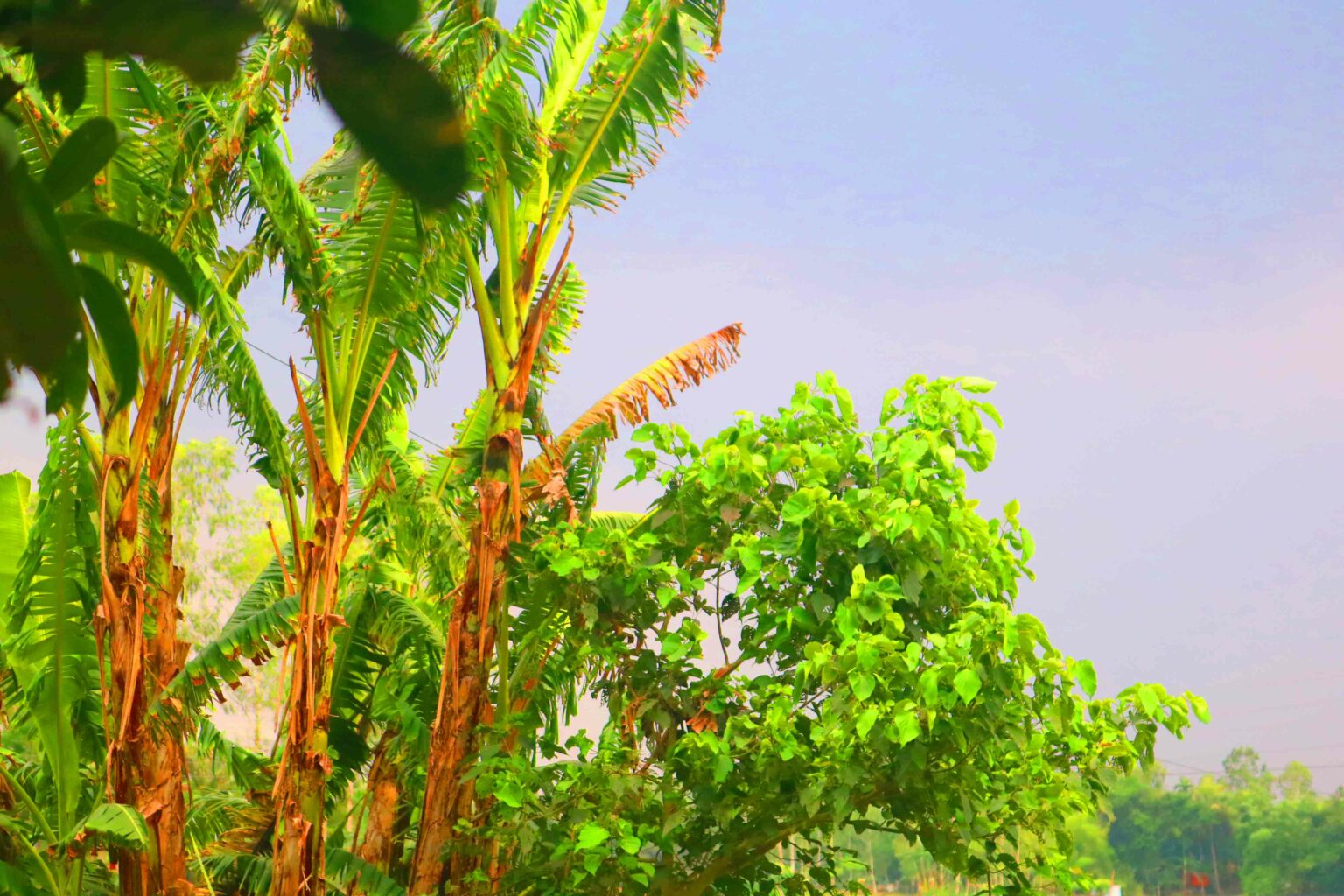 Banana Tree Kola Photography in Bangladesh Fruits - MasterBundles