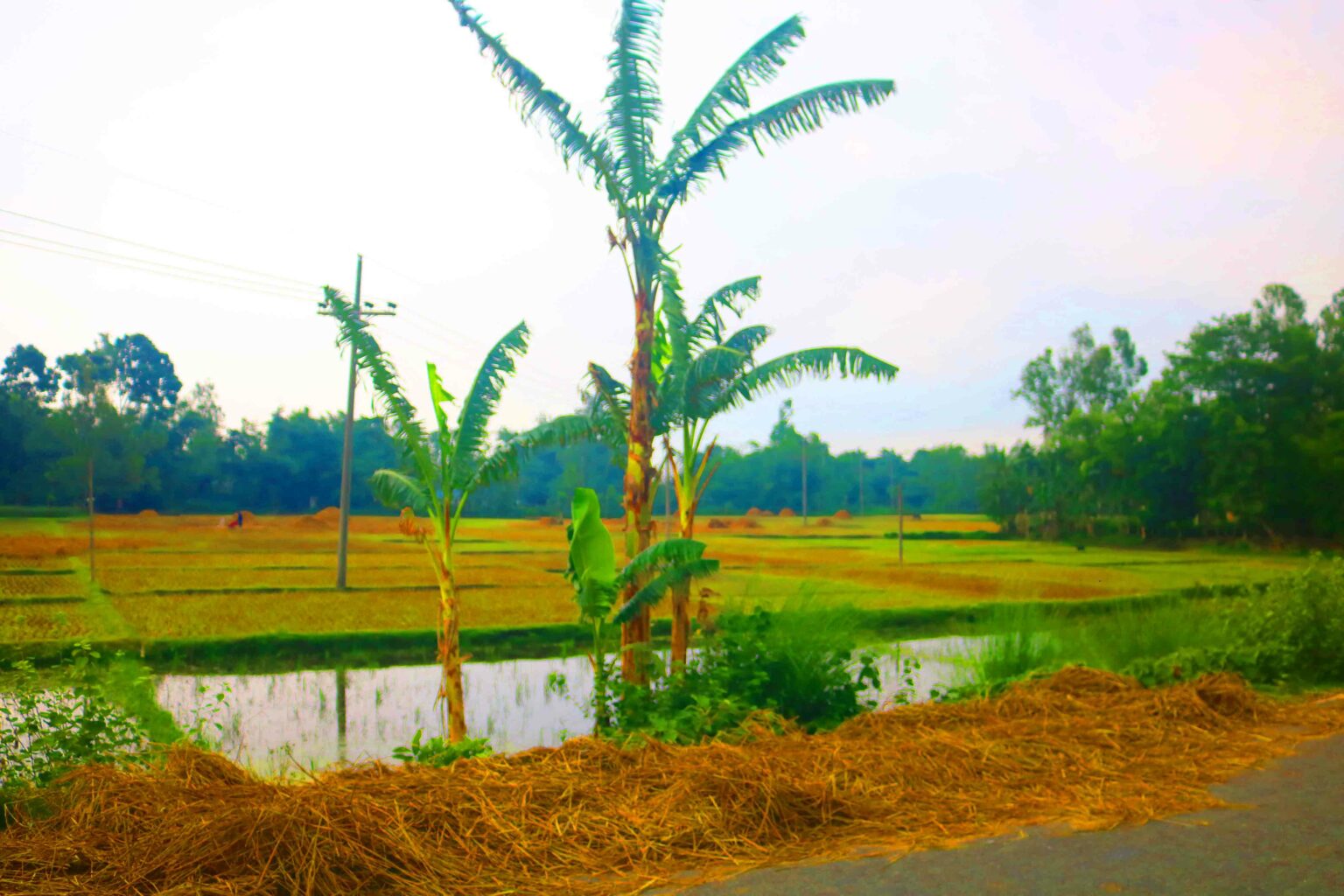 Banana Tree Kola Photography in Bangladesh Fruits - MasterBundles