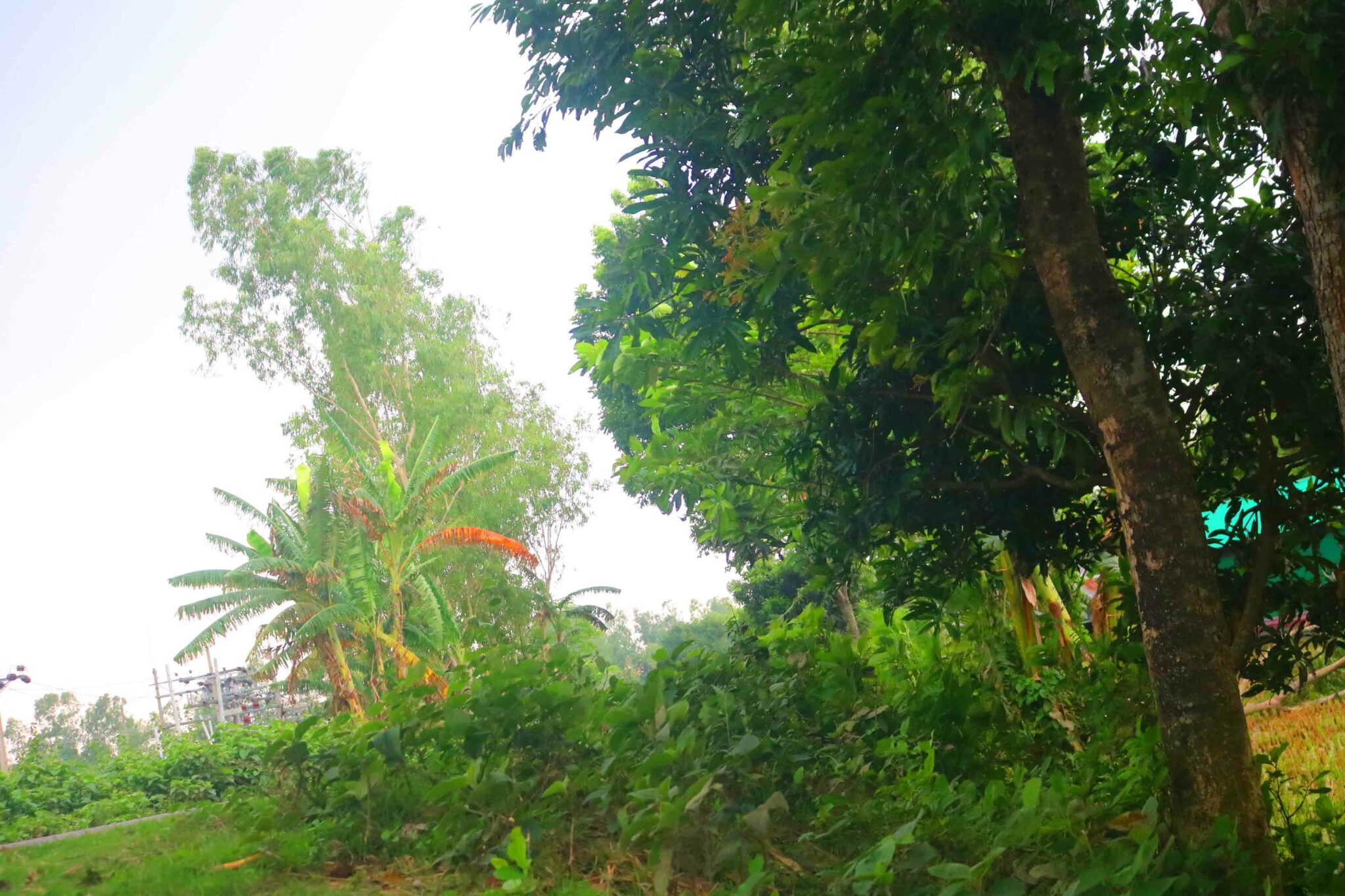 Tree Nature Background Photography in Bangladesh - MasterBundles