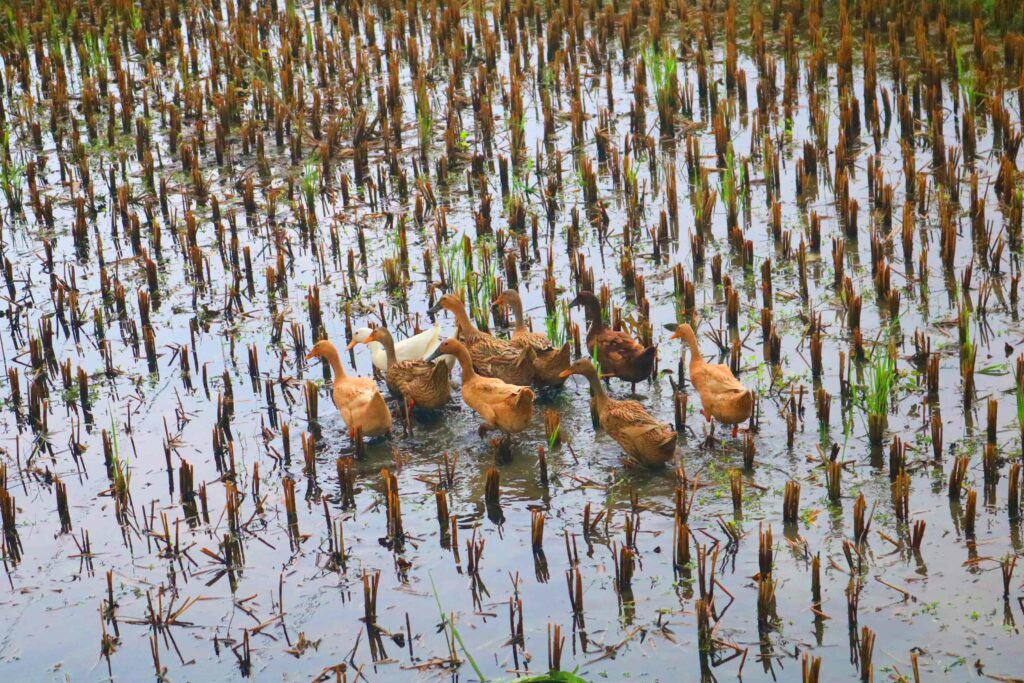 Murgi Hash Palon village photography in bangladesh - MasterBundles