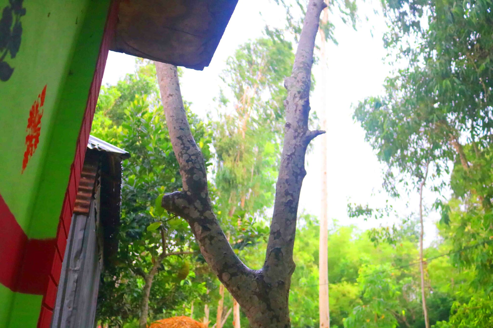 Ghar Tree village people & roads stock photos in Bangladesh - MasterBundles