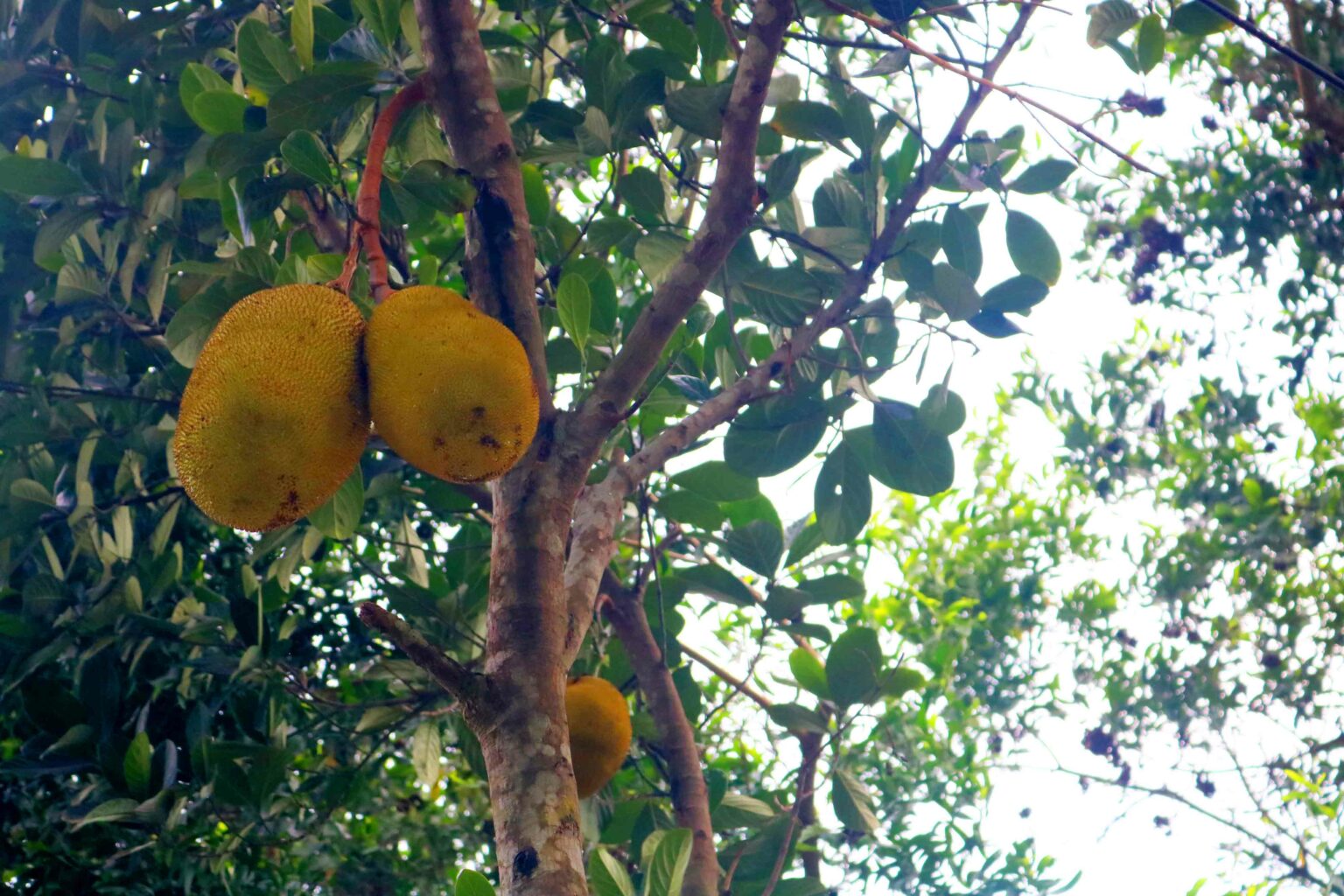 Kathal Tree Photography in Bangladesh - MasterBundles