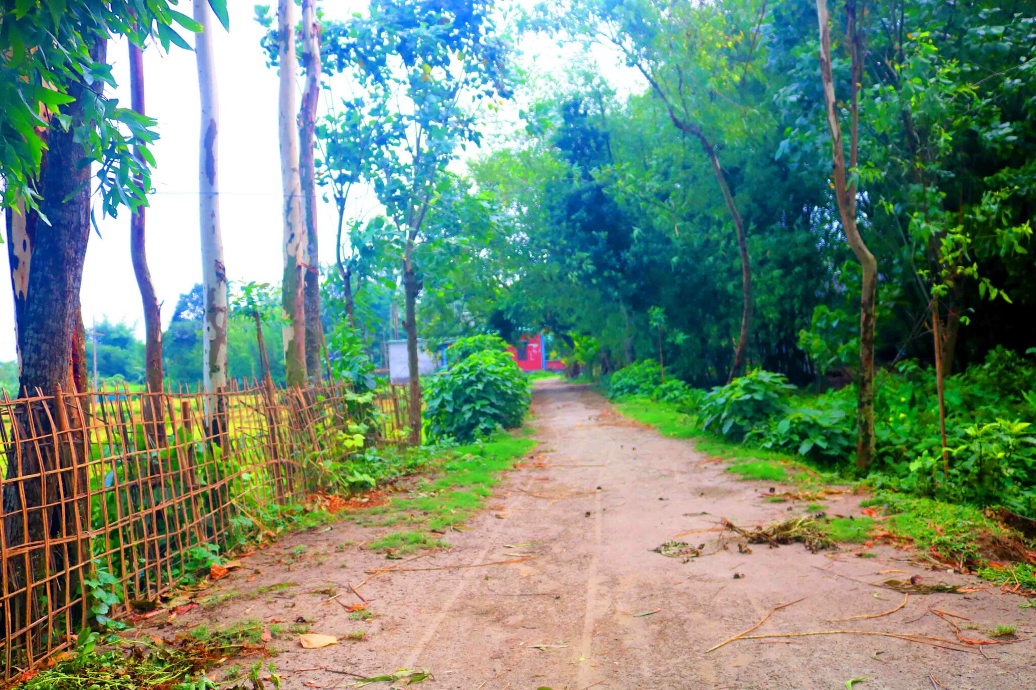 Ghar Tree village people & roads stock photos in Bangladesh - MasterBundles