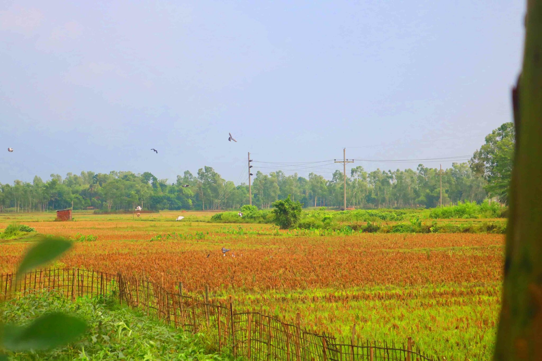 Ghar Tree Photography in Bangladesh - MasterBundles