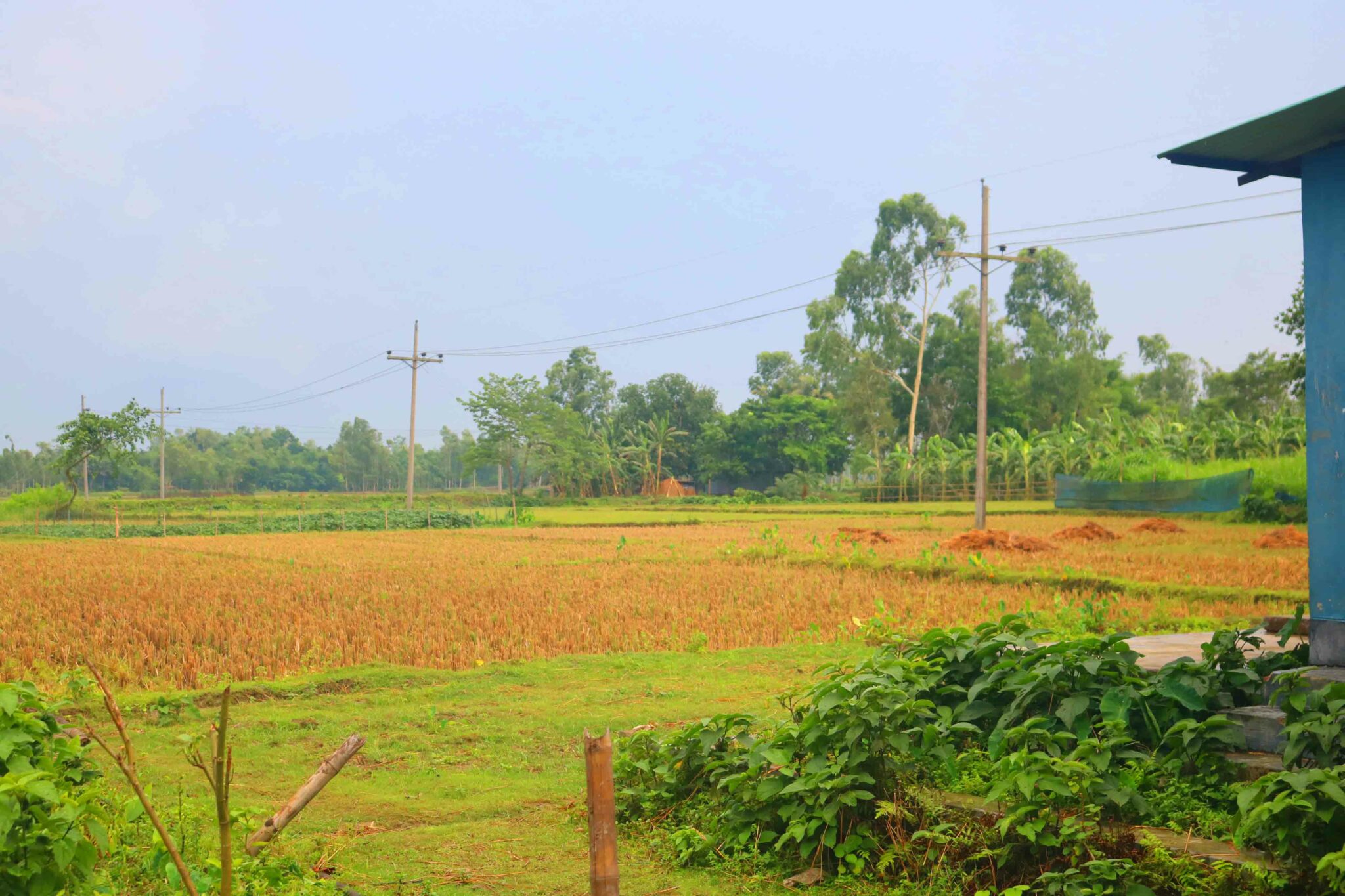 Ghar Tree Photography in Bangladesh - MasterBundles