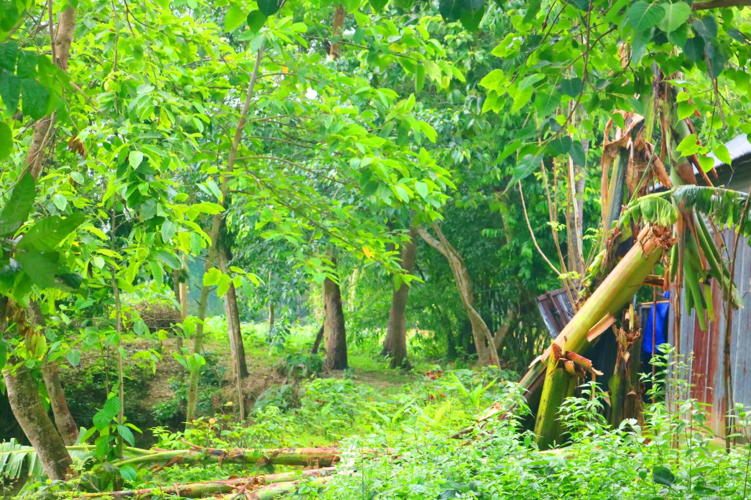 Ghar Tree Photography in Bangladesh - MasterBundles