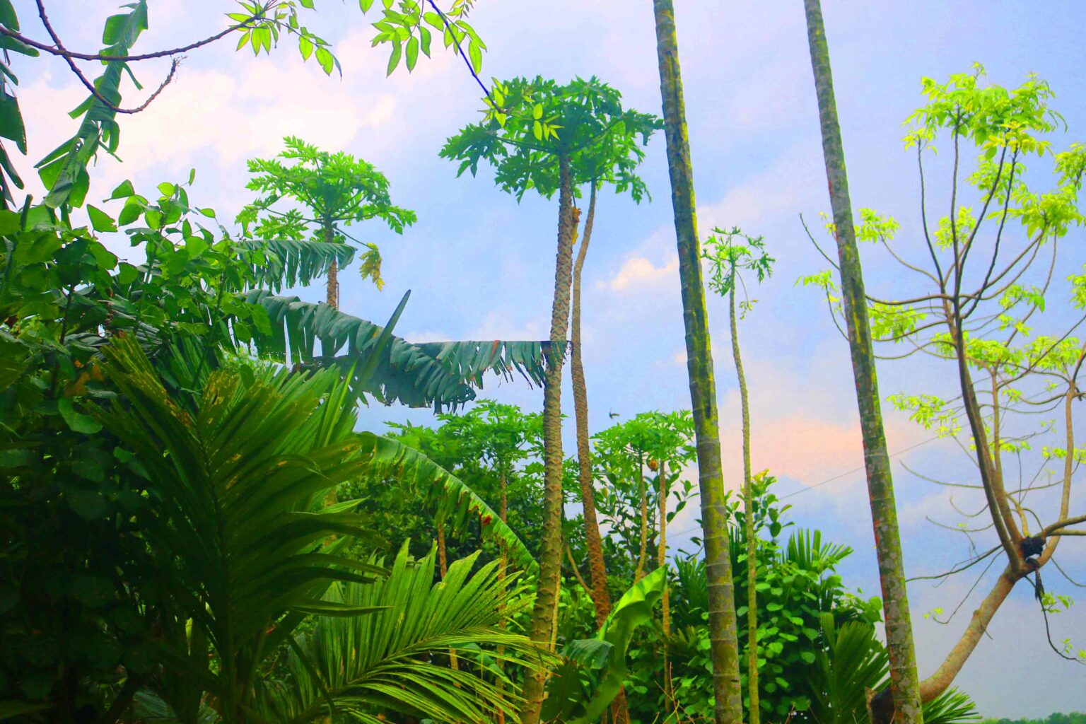 Ghar Tree Photography in Bangladesh - MasterBundles