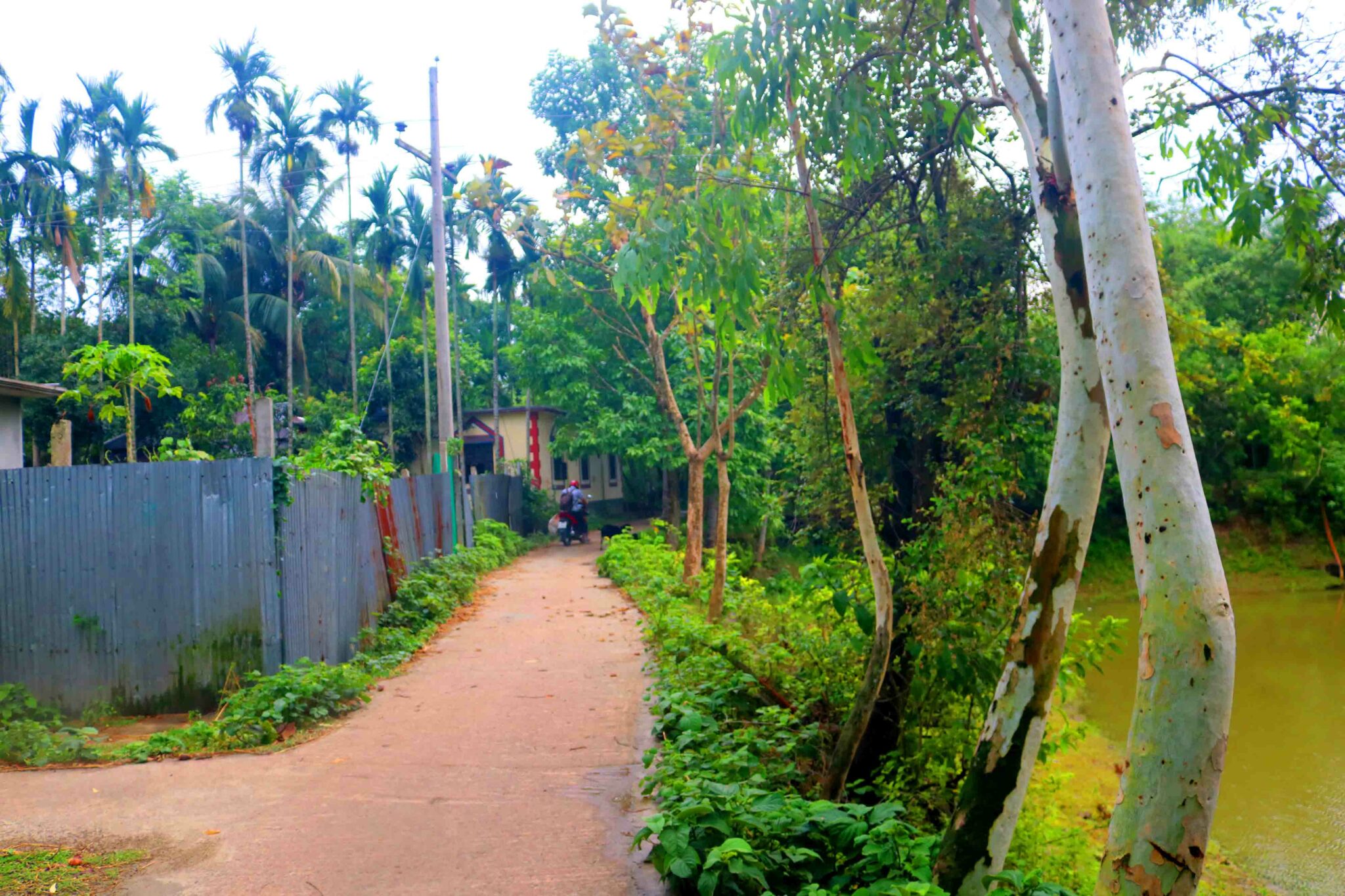 Ghar Tree village people & roads stock photos in Bangladesh - MasterBundles