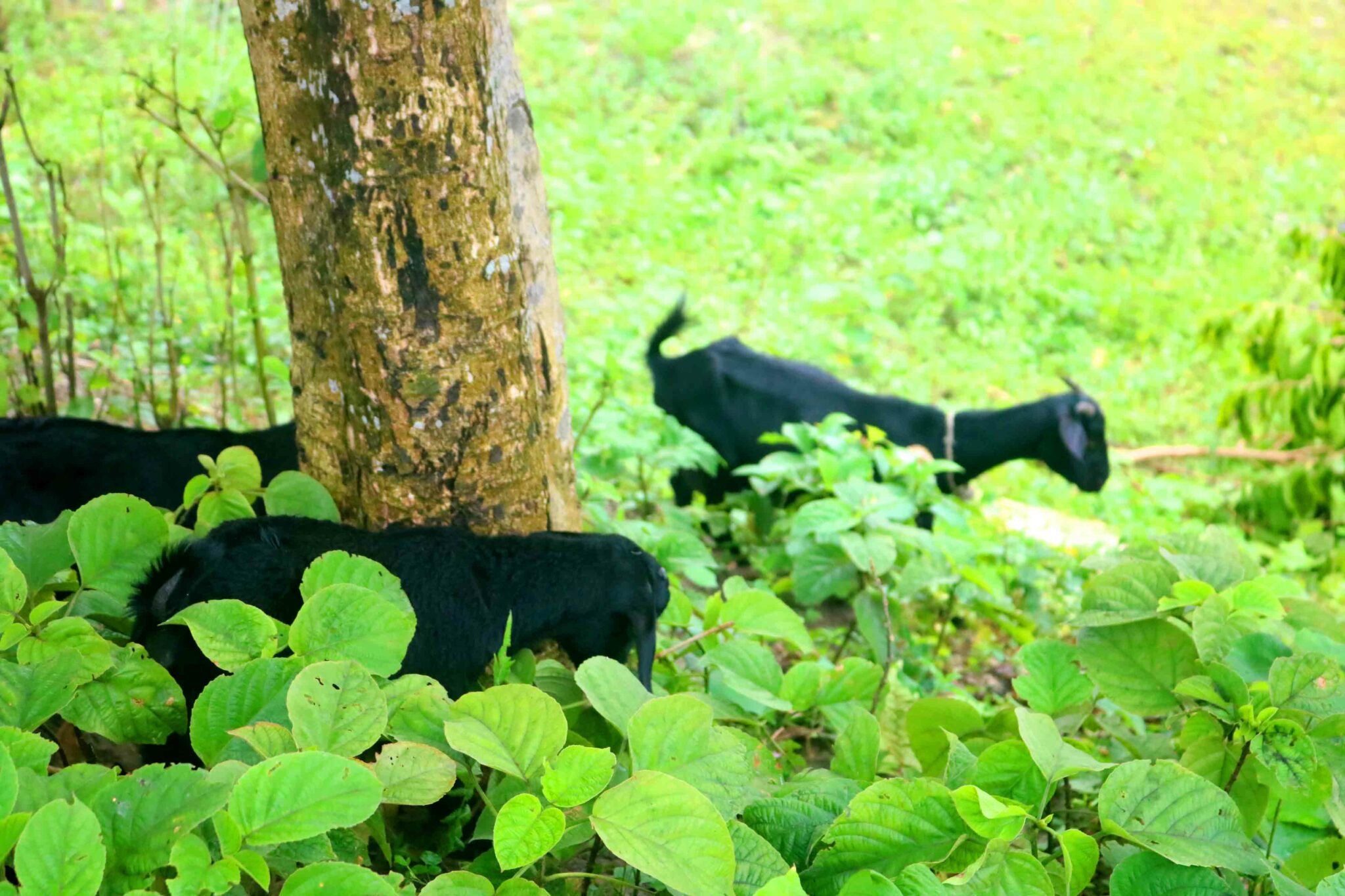 Goat Khasi photography in bangladesh Nimbu Tree - MasterBundles