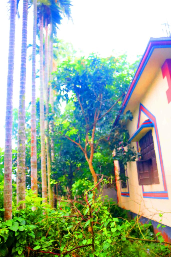 Ghar Tree Photography in Bangladesh - MasterBundles